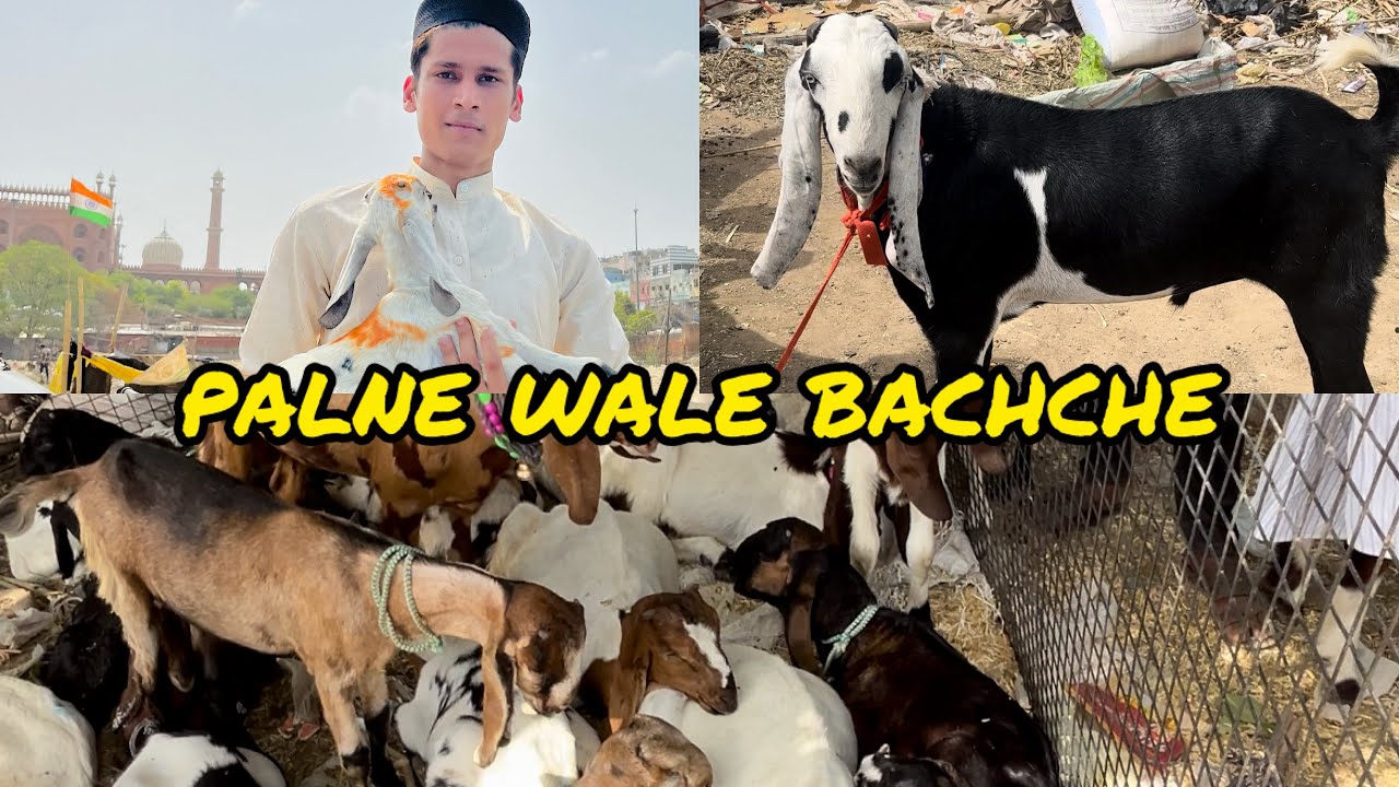 palne wale bakri ke bachche | jama masjid bakra mandi | meena bazaar ...