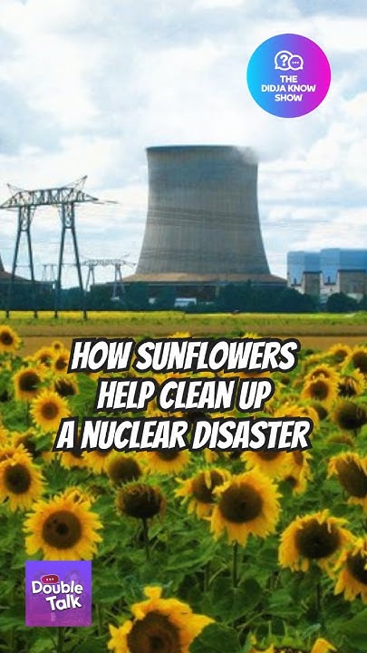 How Sunflowers Helped Clean Up Chernobyl & Fukushima’s Nuclear Disasters #TheDidjaKnowShow - YouTube