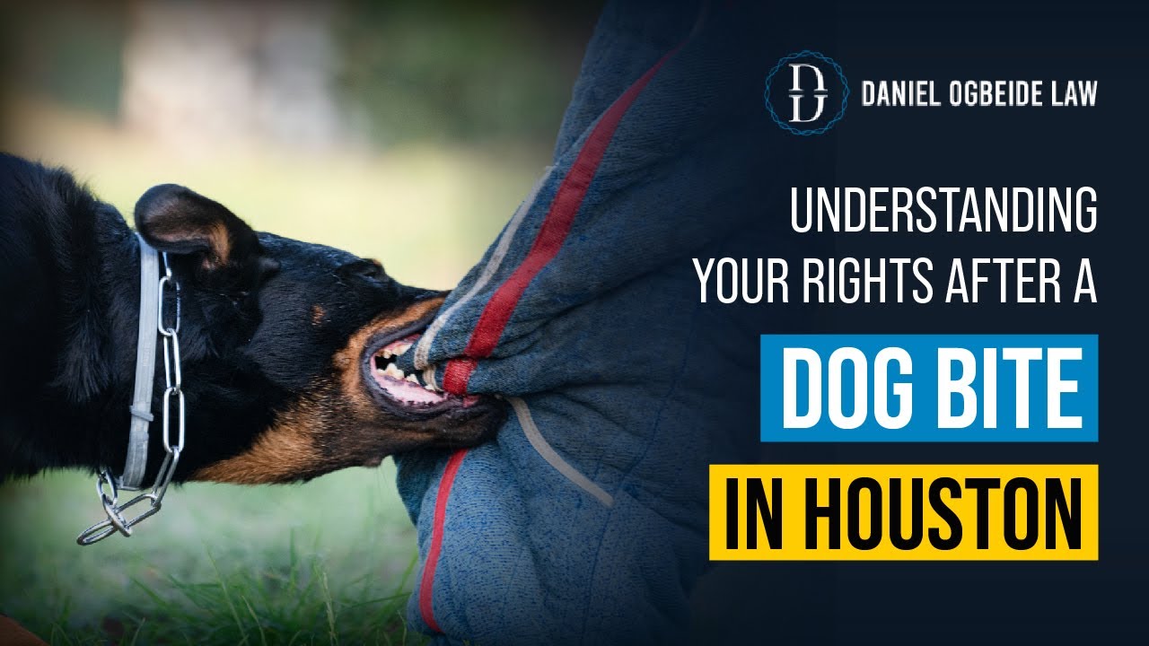 Victim of a Dog Bite? Understand Your Rights and Dog Bite Laws in Texas ...