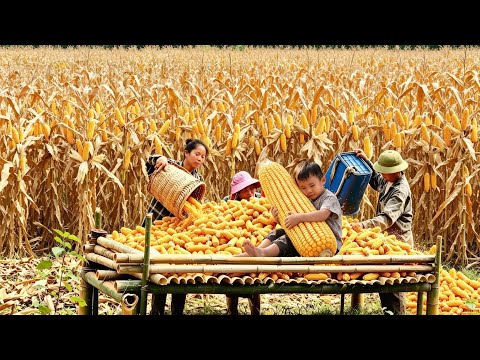 Die 100-tägige Reise einer alleinerziehenden Mutter: vom Pflanzen und der Pflege bis zur Maisernte.