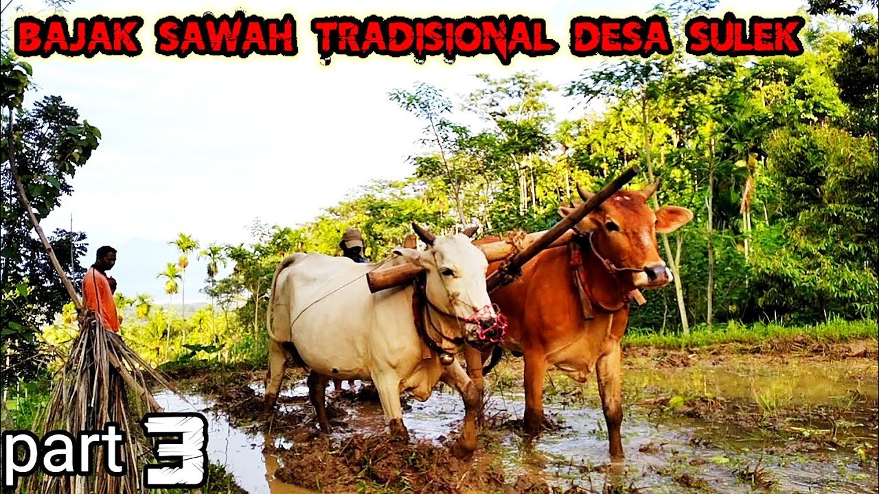 Bajak sawah tradisional || menggunakan 2 sapi betina part 4 - YouTube