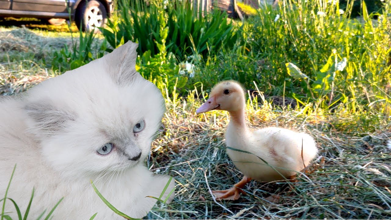My Kitten Scared the Hell out of a Cute Duckling! - YouTube