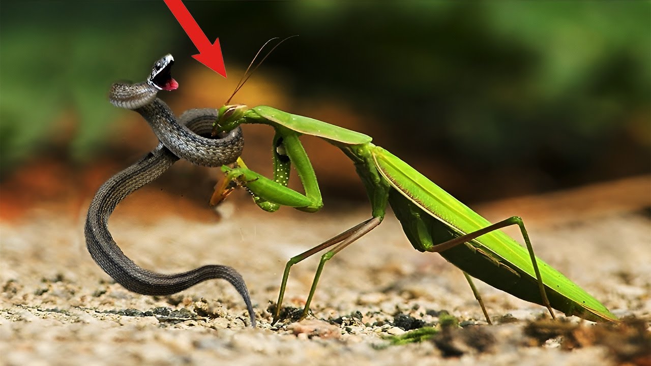 "How Can a Tiny Mantis Kill a Snake? | World's Deadliest Insect" - YouTube