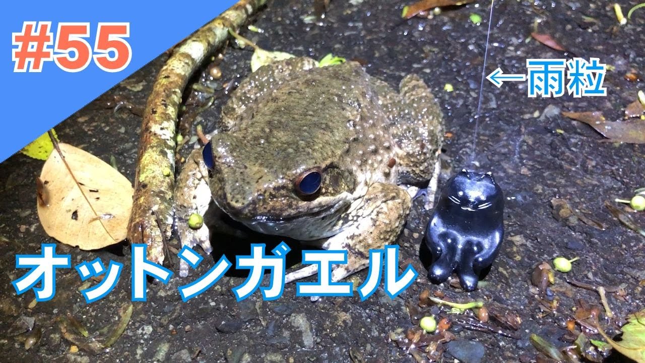 #55【奄美の春】雨の林道とオットンガエル Otton frogs of Amami - YouTube