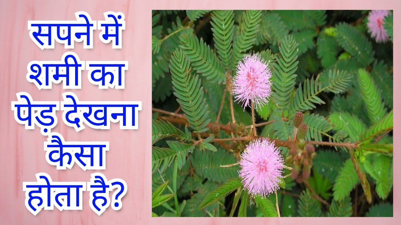 सपने में शमी का पेड़ देखना| Sapne Me Shami Ka Ped Dekhna| Seeing Shami ...