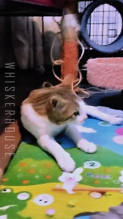 Little Cleo | High On CatNip | - YouTube