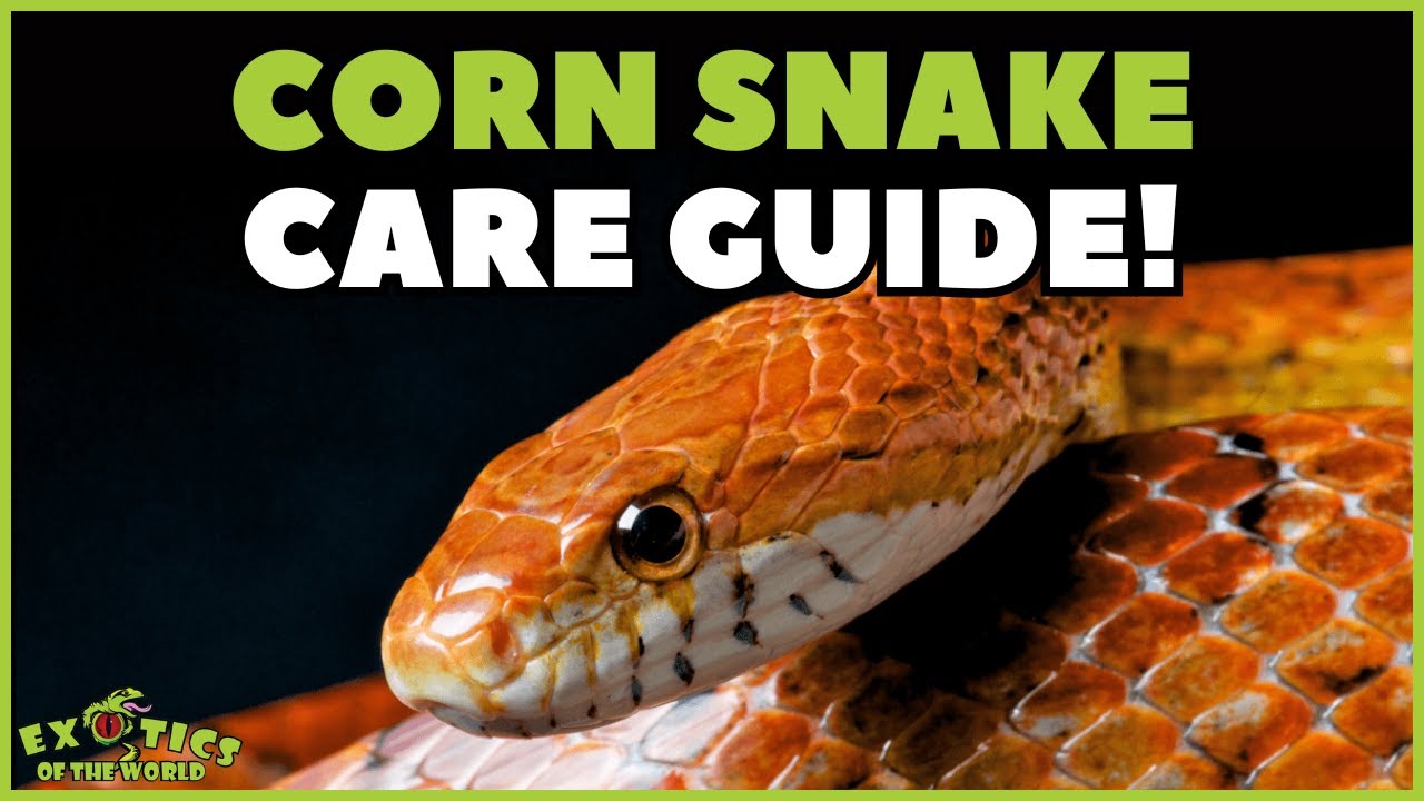 Corn Snake Care Guide - How To Take Care Of A Corn Snake - YouTube