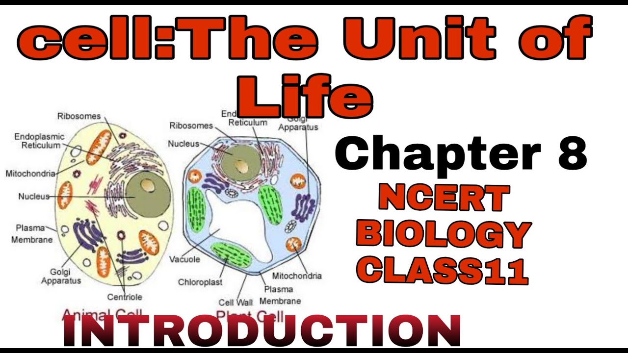 Cell: structure and function. An_introduction _to_cell cell_for_class11 ...