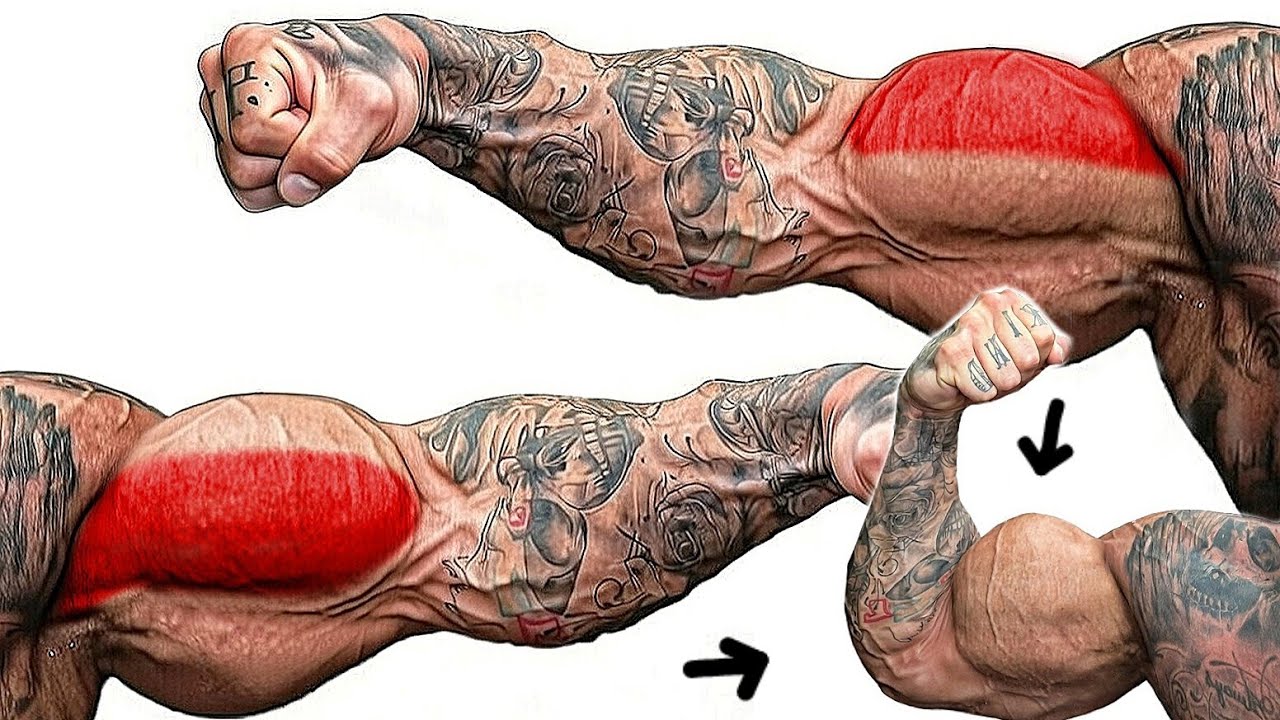Biceps Short Head and Long Head Exercises to Builder Stronger Bigger ...