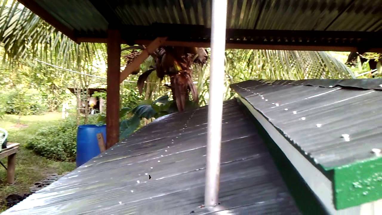 Pikin Sranan oude Koffiefabriek Plantage Peperpot anno 1930 - 1960 ...