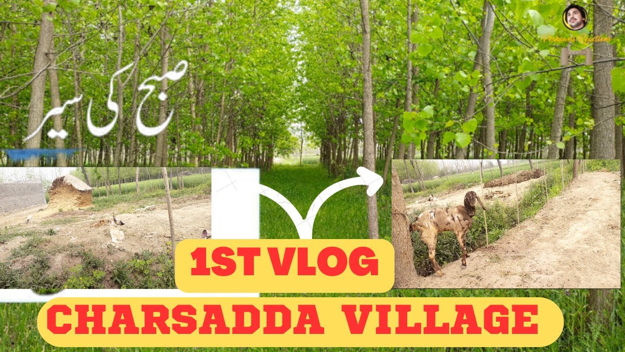 Charsadda Village Morning Routine in SPRING Village Life Pakistan ...