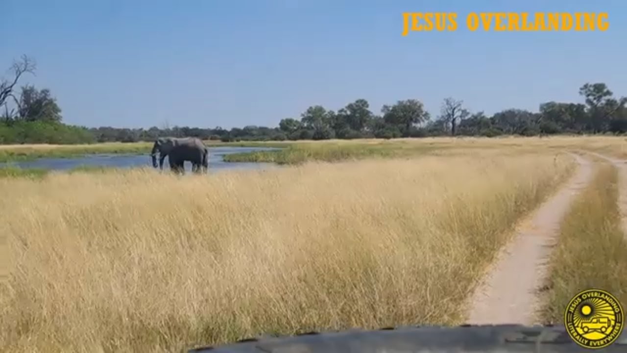 "Discover the breathtaking beauty of Botswana's lush forests in this ...