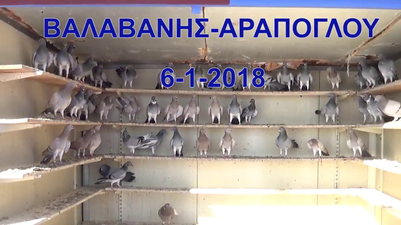 ΠΕΡΙΣΤΕΡΙΑ ΘΕΑΜΑΤΙΚΑ ΒΟΥΤΕΣ" ΒΑΛΑΒΑΝΗΣ-ΑΡΑΠΟΓΛΟΥ" ΜΕ ΦΟΒΕΡΗ ΚΑΤΗΦΟΡΑ ...