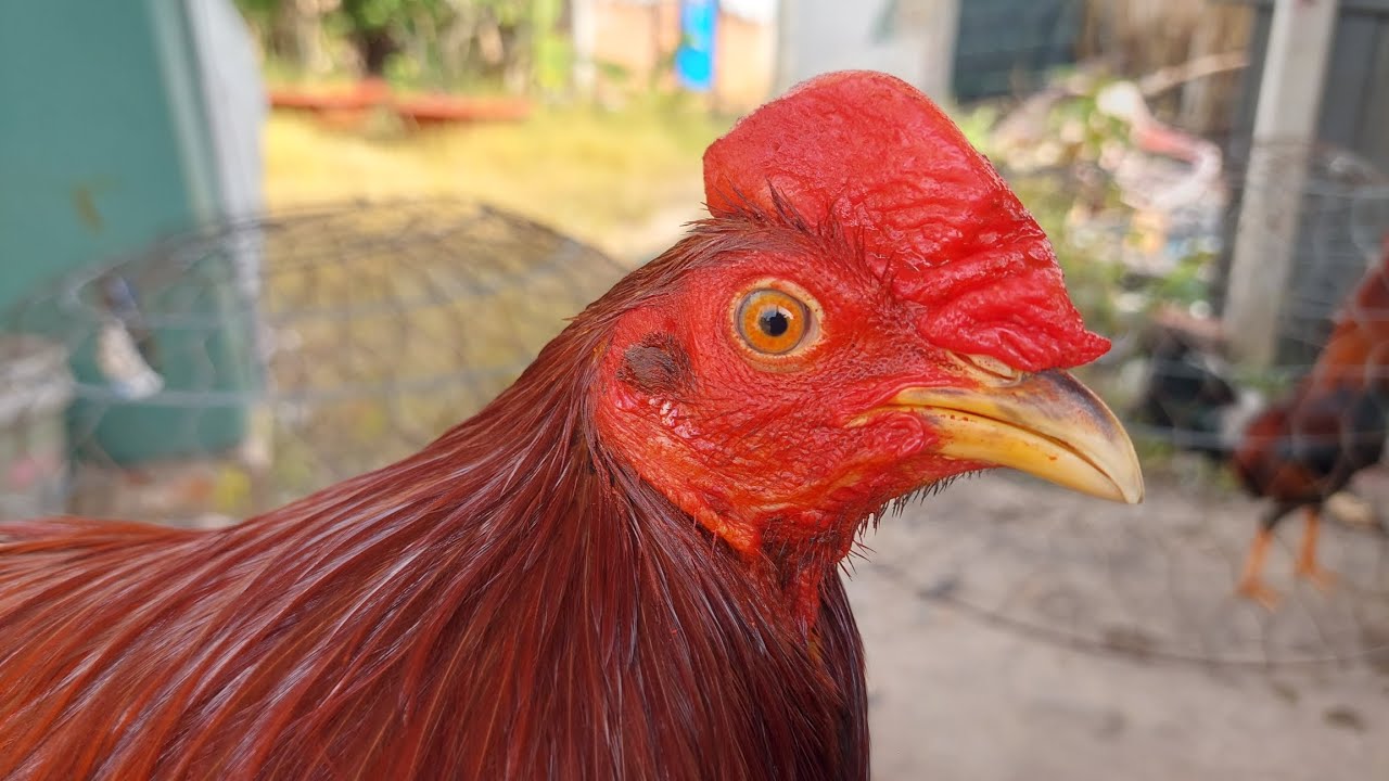 Ngày 21/8 . Lên 2 con gà tre cuban . gà tre kiểng đẹp . Anh em xem tham ...