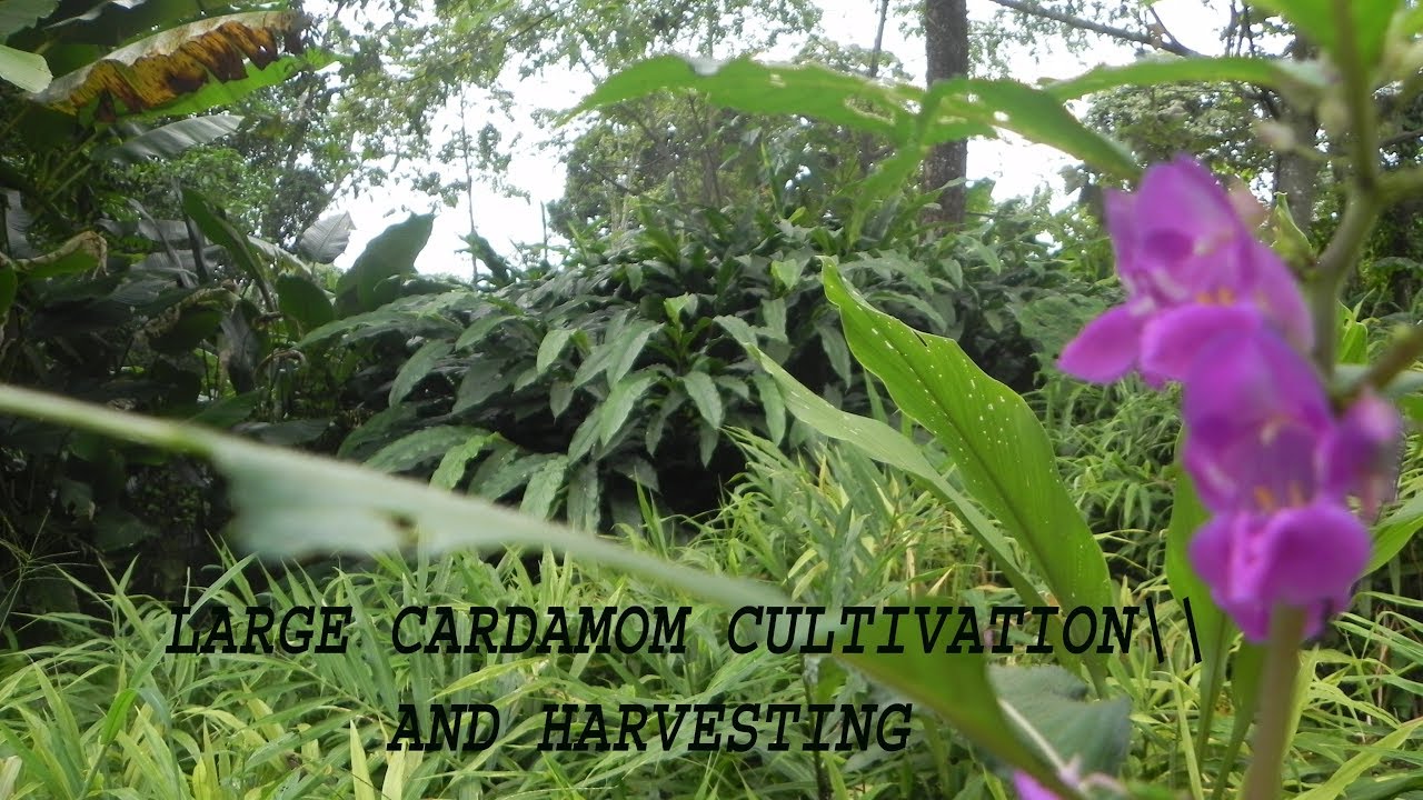 large cardamom cultivation and harvesting - YouTube
