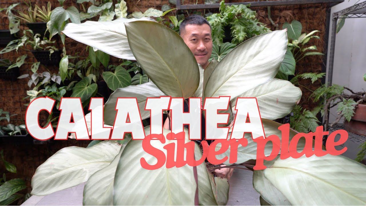 The Easiest Calathea! Silver Plate Care Tips and Propagation by Root ...