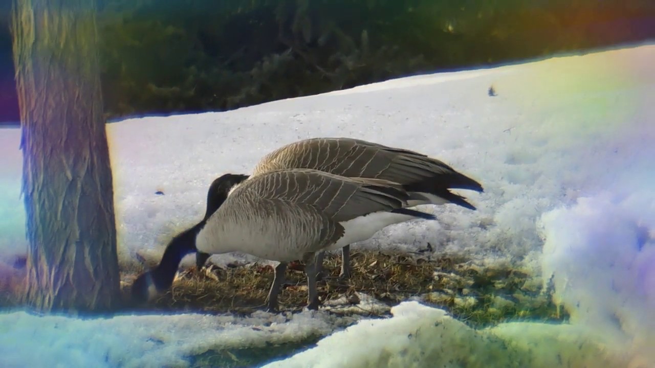 hence #Natural Birds #Natural Animals Video #Incredible Nature Video ...