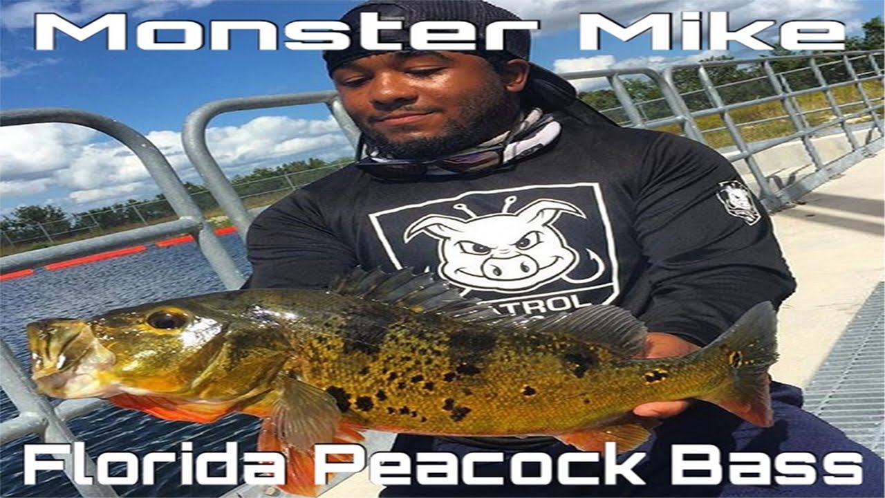 Florida Urban Peacock Bass Fishing - Monster Mike - Pig Patrol - YouTube