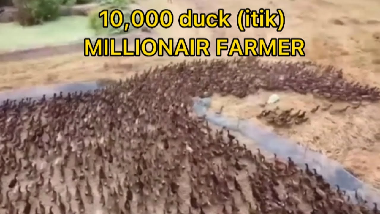 10,000 DUCK (itik) MILLIONER FARMER - YouTube