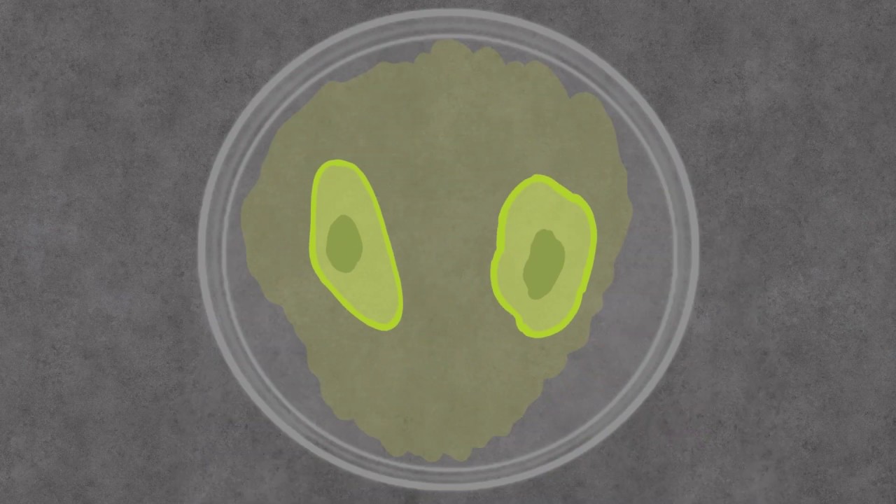 Virus Escapes the Lab - YouTube