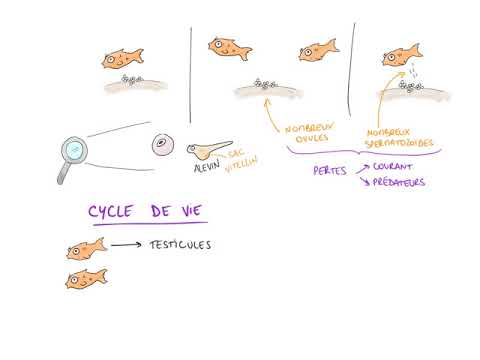 Reproduction en Milieu Aquatique - 2ème - YouTube
