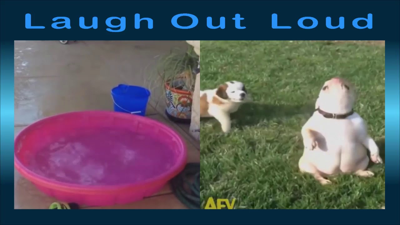 Watch & LAUGH OUT LOUD - Funniest ANIMALS & PETS #98 - YouTube