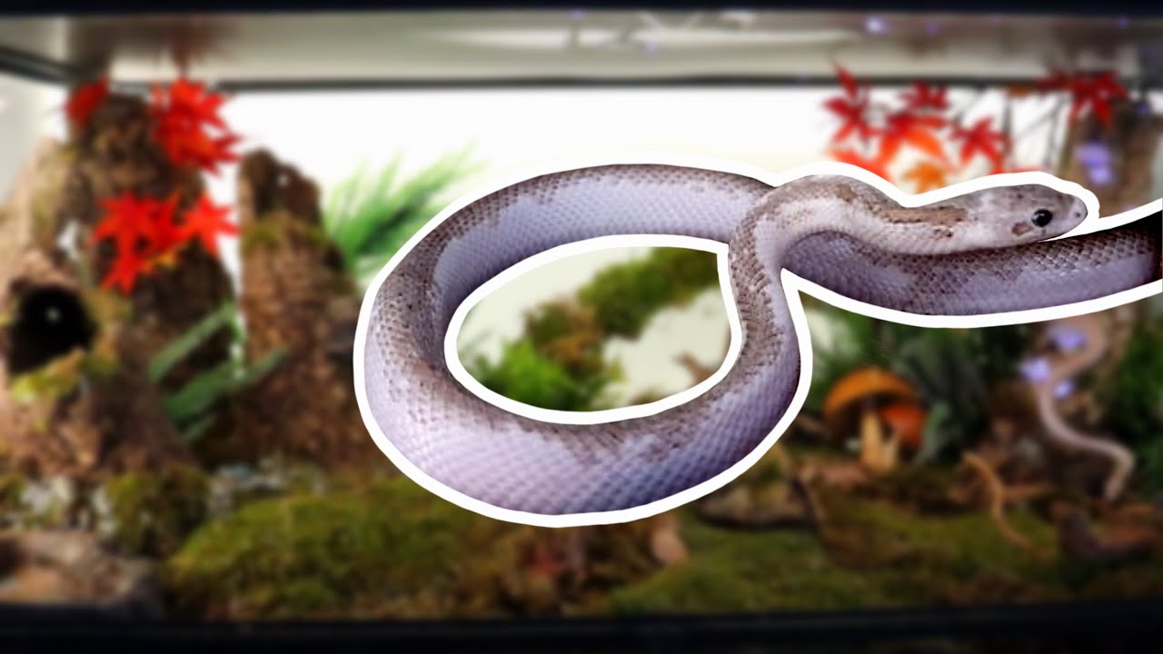 Making of Fantasy forest setup (a corn snake terrarium enclosure) - YouTube