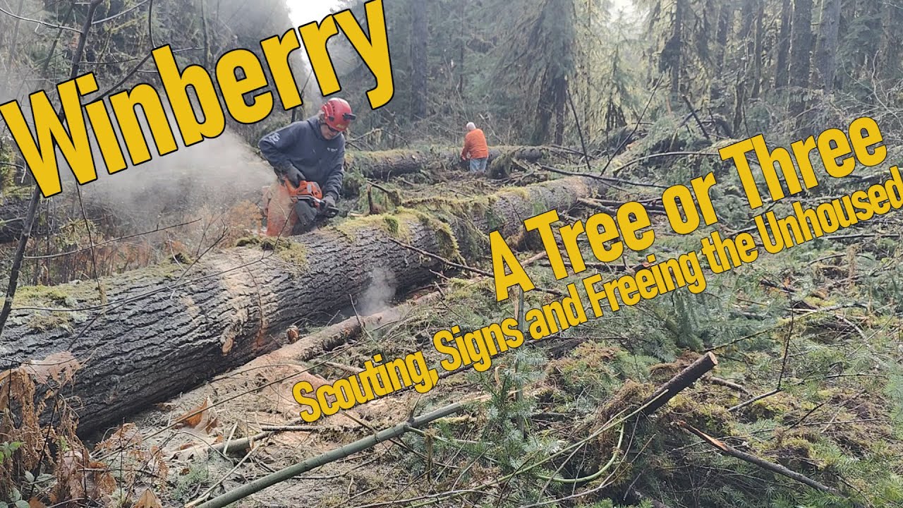 A Tree or Three - Winberry - Scouting, Signs and Freeing the Unhoused ...