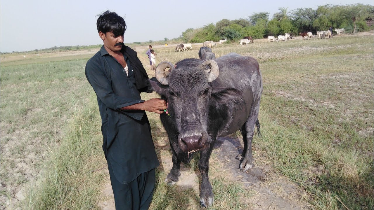 World Best Pure & Original Sindhi Kundhi | Banni Breed Buffalo's In ...