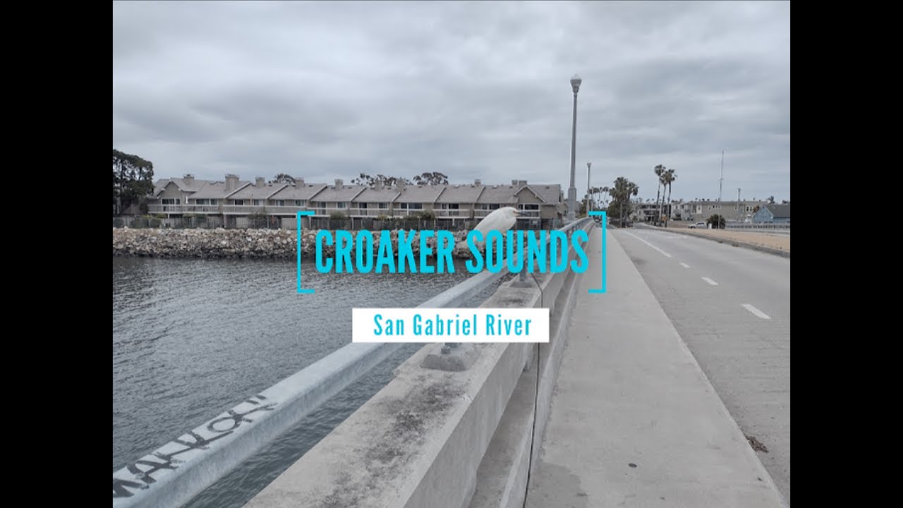 Croaker Sounds - fish sounds recorded with hydrophones - YouTube