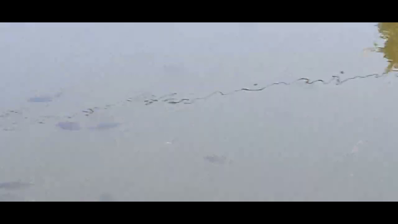 LOTS OF FISH IN A RETENTION POND - YouTube