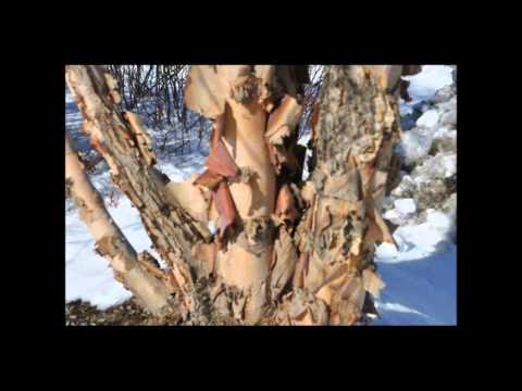 How To Get Rid Of Worms On River Birch