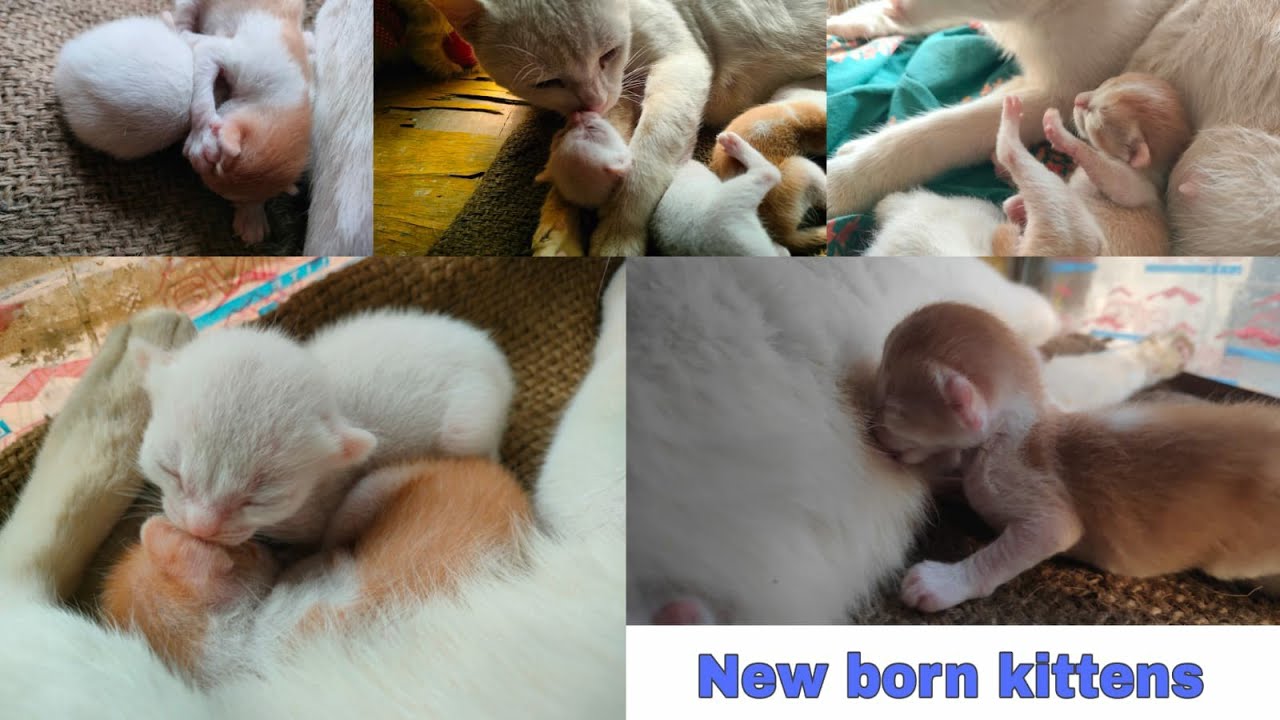 Kittens meowing | Cat meowing | Cats compilation 🐾🐾🐈🥰@nanisdays1483 # ...