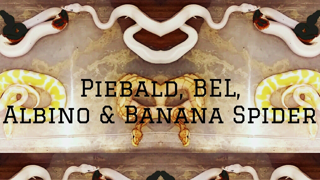 Piebald, BEL, Albino & Banana Spider Ball Pythons - YouTube