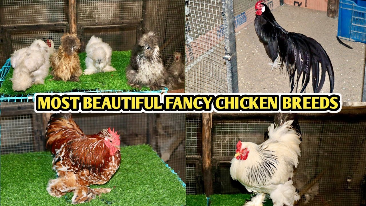 Most Beautiful Fancy Chicken Breeds At BK Farm - YouTube