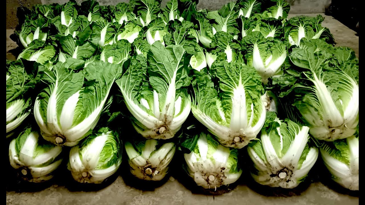 Chinese Cabbage kan thar ve ta e. - YouTube
