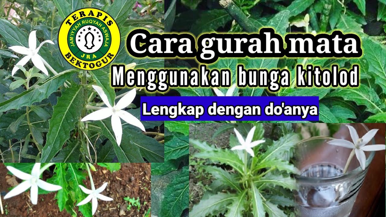 Cara gurah mata menggunakan bunga kitolod @ZaiHalCHANNEL - YouTube