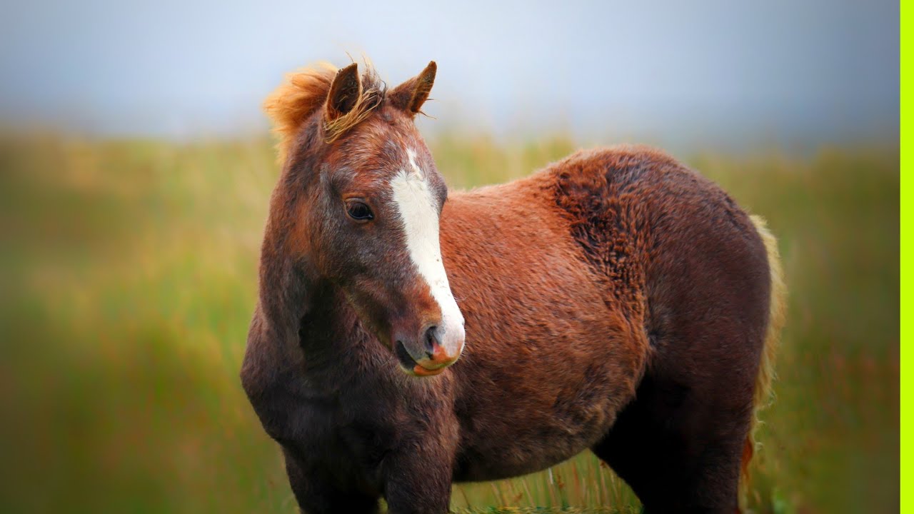 Horse Sound Effect, Wild Animal Sounds Learn | Animal Moments | Best ...