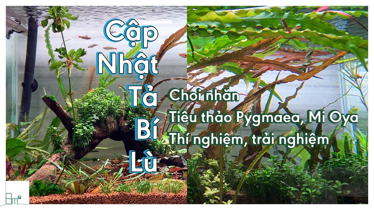Cập Nhật Hồ Thủy Sinh Tả Bí Lù | Tiêu Thảo Pygmaea, Mi Oya, Choi Nhăn ...