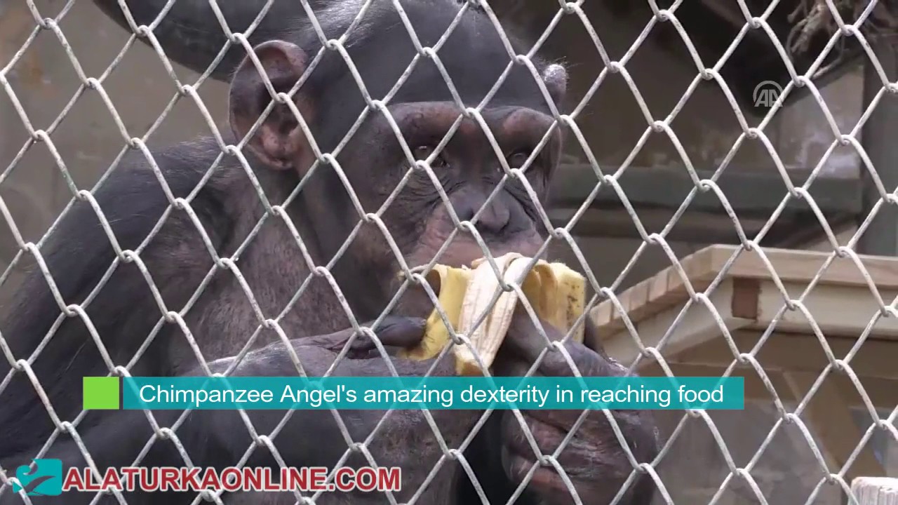 Chimpanzee Angel's amazing dexterity in reaching food - YouTube