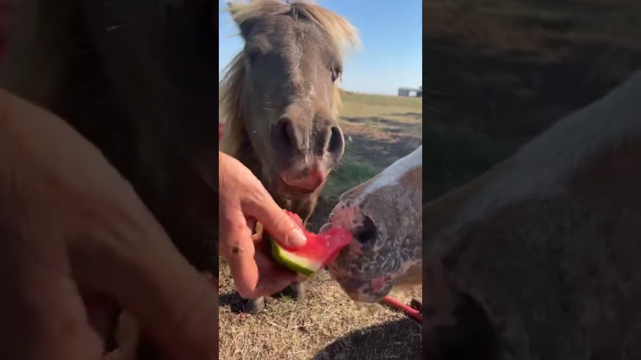 Miniature Ponies Starting The Day Off With Watermelon . - YouTube