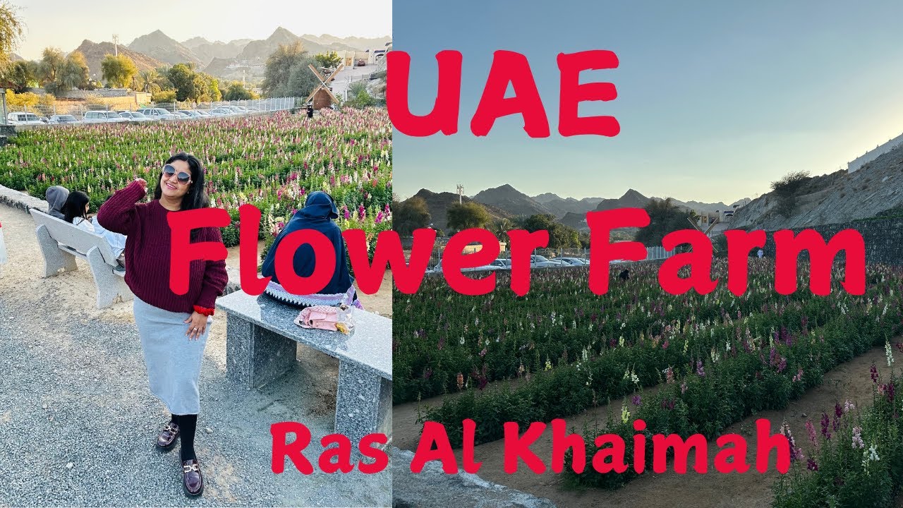 UAE Flower Farm Ras Al Khaimah - YouTube