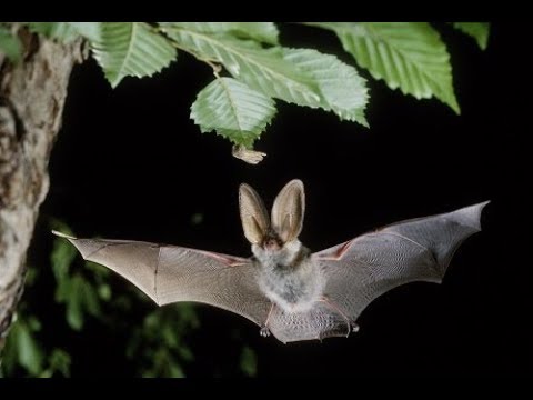 Bat hunting Insects - Fledermaus jagt Insekten - YouTube