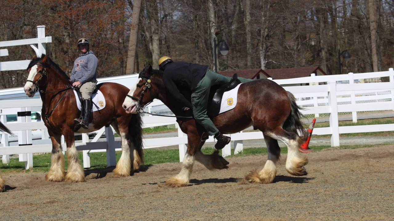 13th Mounted Patrol Unit - YouTube