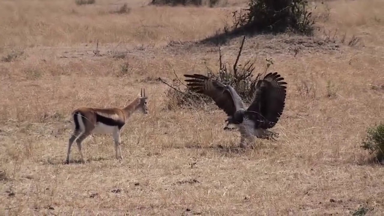 giant eagle attacks a gazelle in the plains of Africa - YouTube
