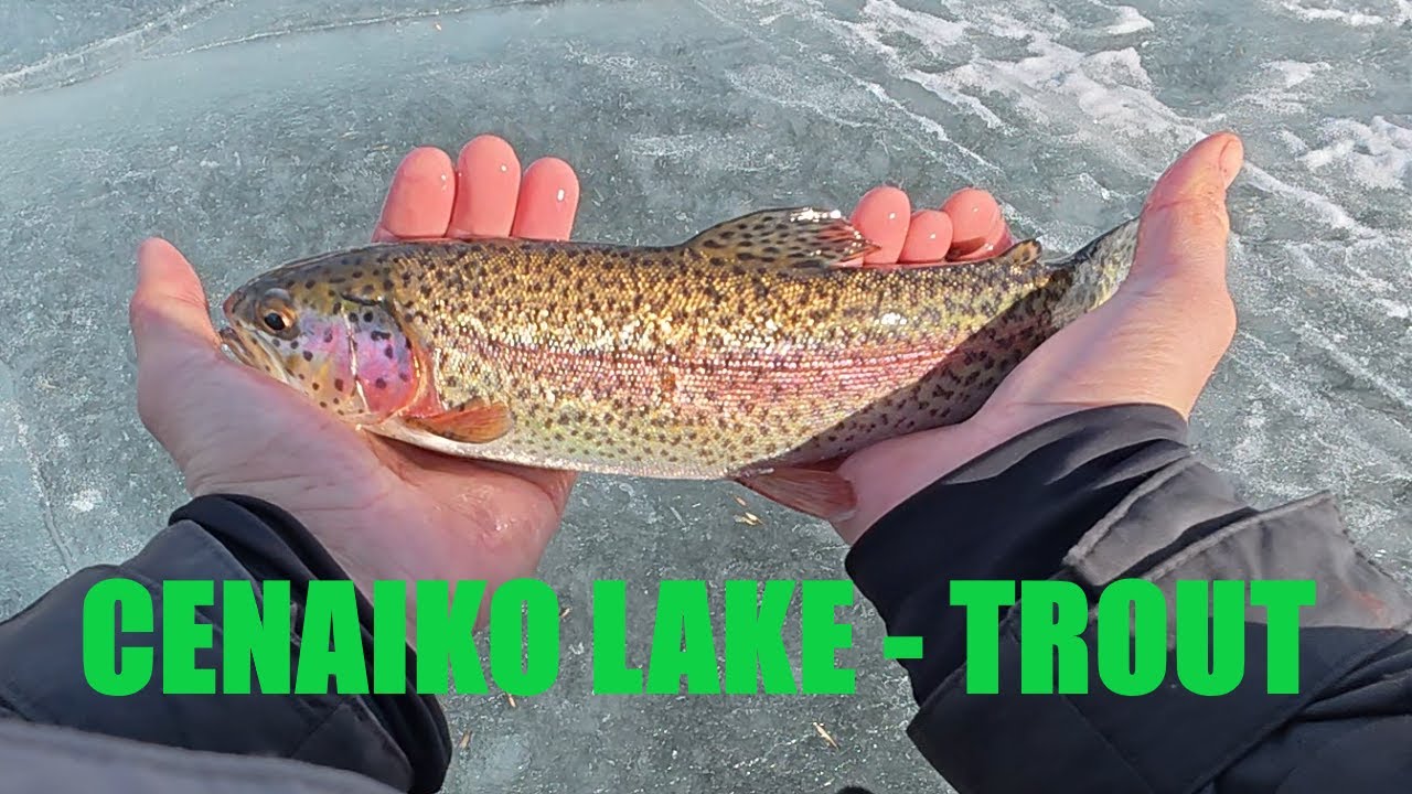 Fun Stocked Trout Ice Fishing - CENAIKO LAKE! - YouTube