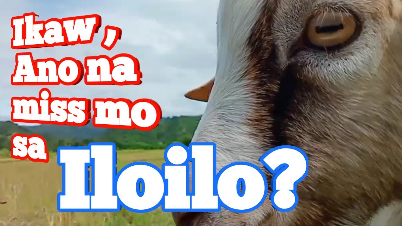 ILOILO's KBL (Kadyos, Baboy, Langka). Ilonggo Comfort Food. Harvesting ...