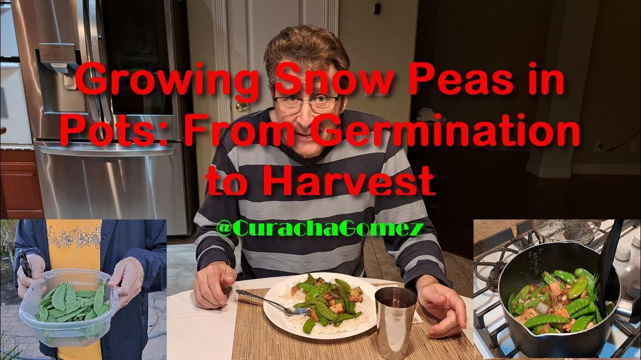 Grow Snow Peas (Chicharo) in Pots: Fr Seeds to A Delicious Vegetarian ...