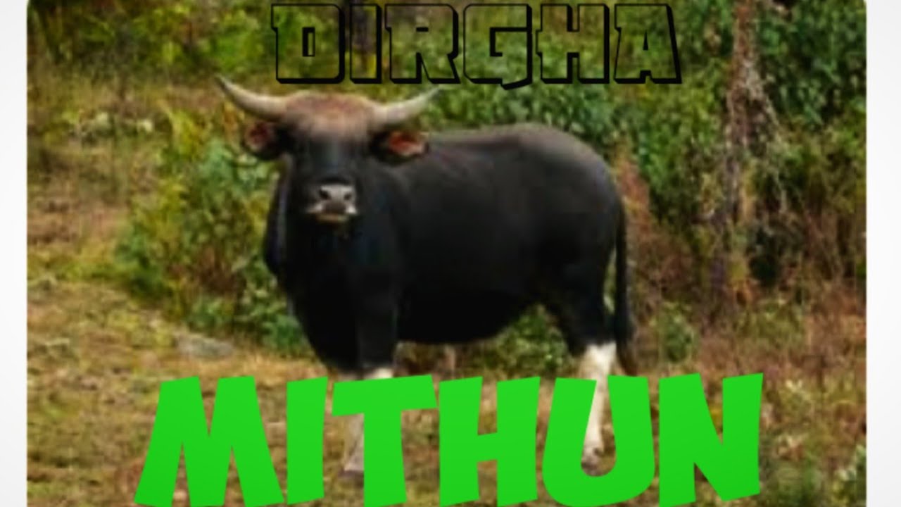mithun animal 🐏 Dirgha - YouTube