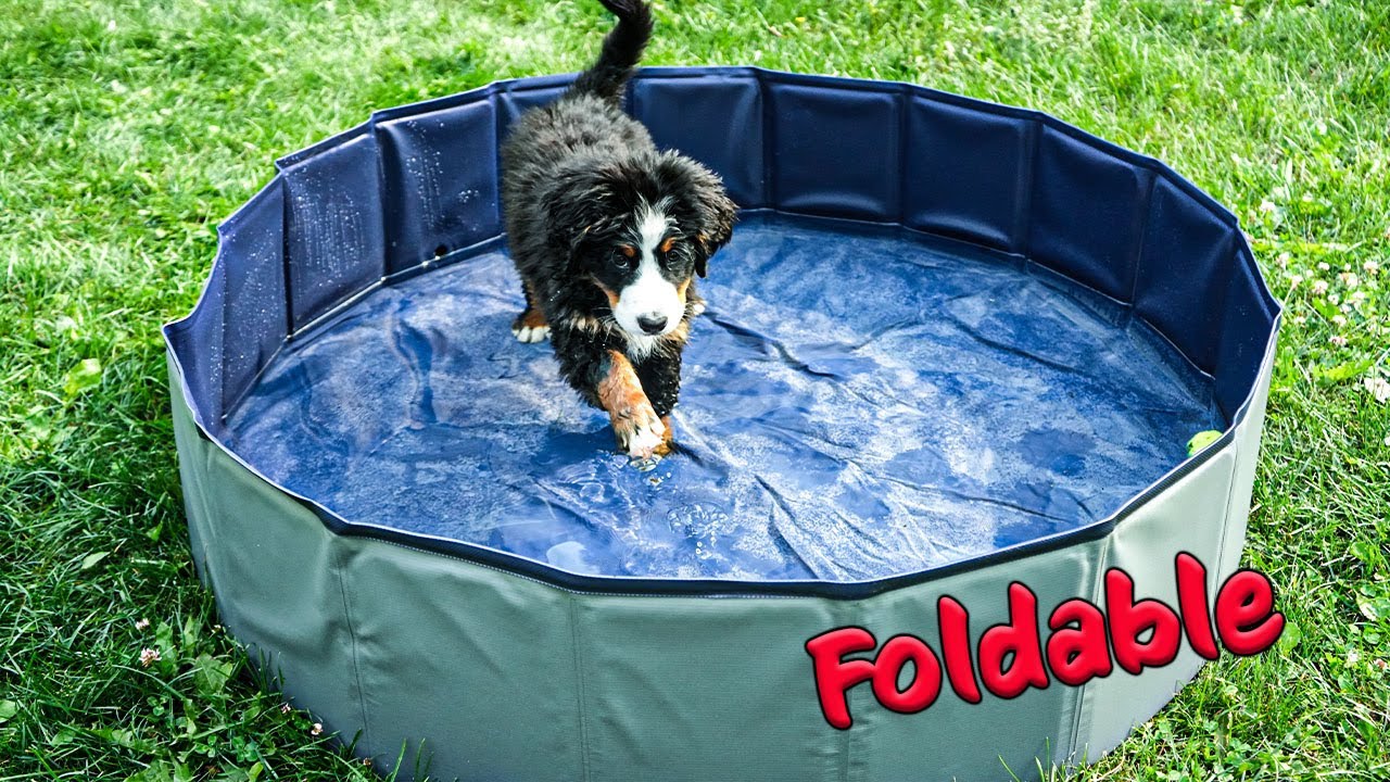 Get your puppy used to water with this Foldable Pool - YouTube